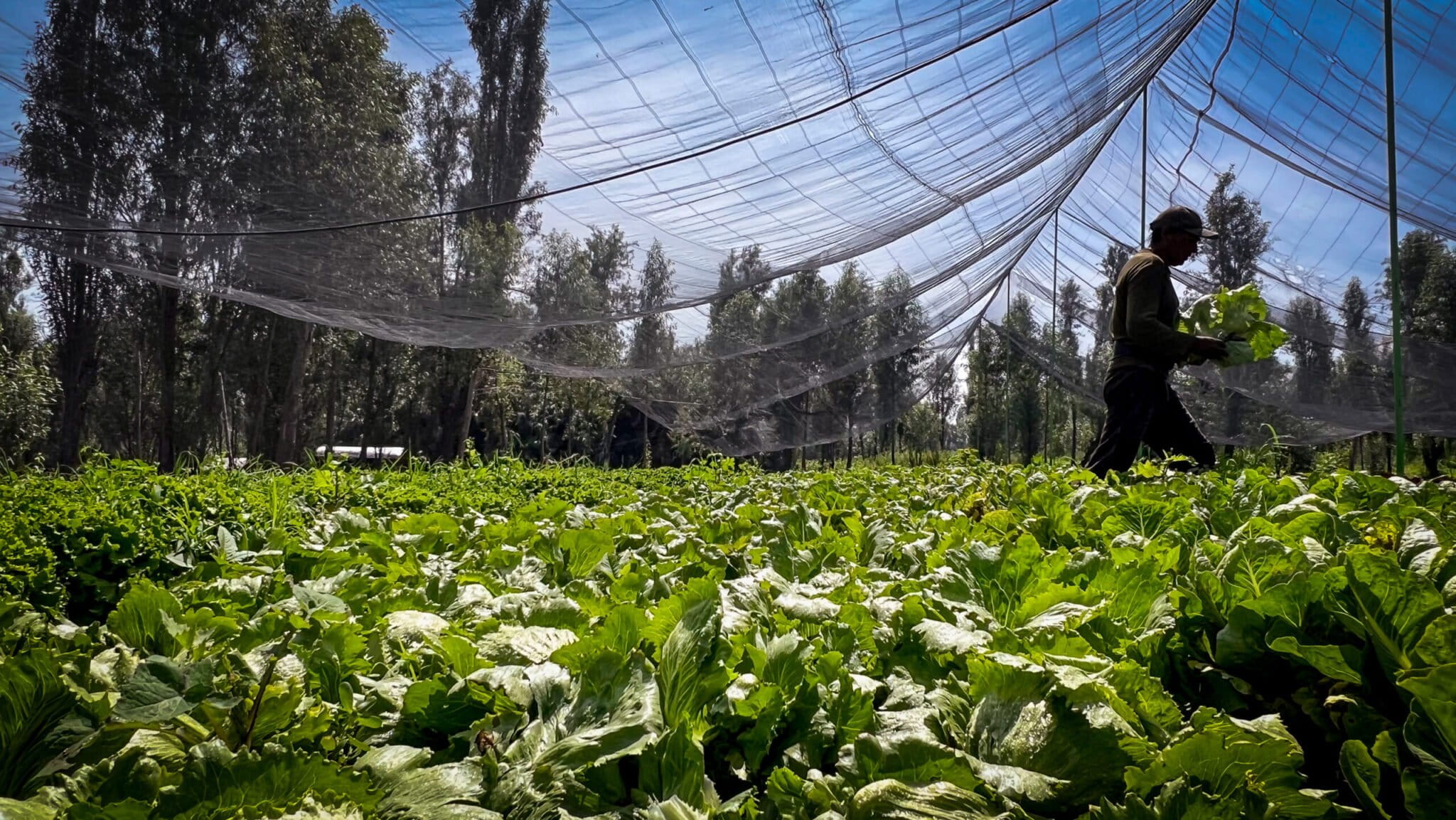 Scientists and farmers restore Aztec-era floating farms that house axolotls