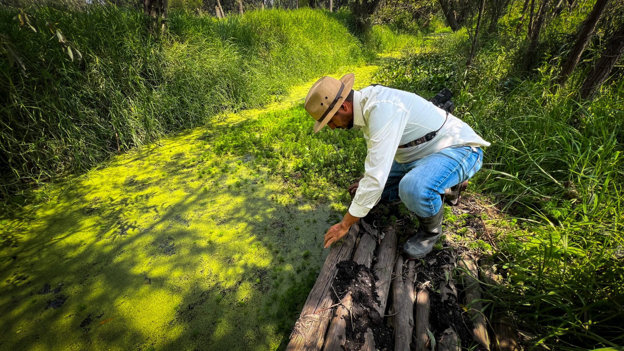 Scientists and farmers restore Aztec-era floating farms that house axolotls