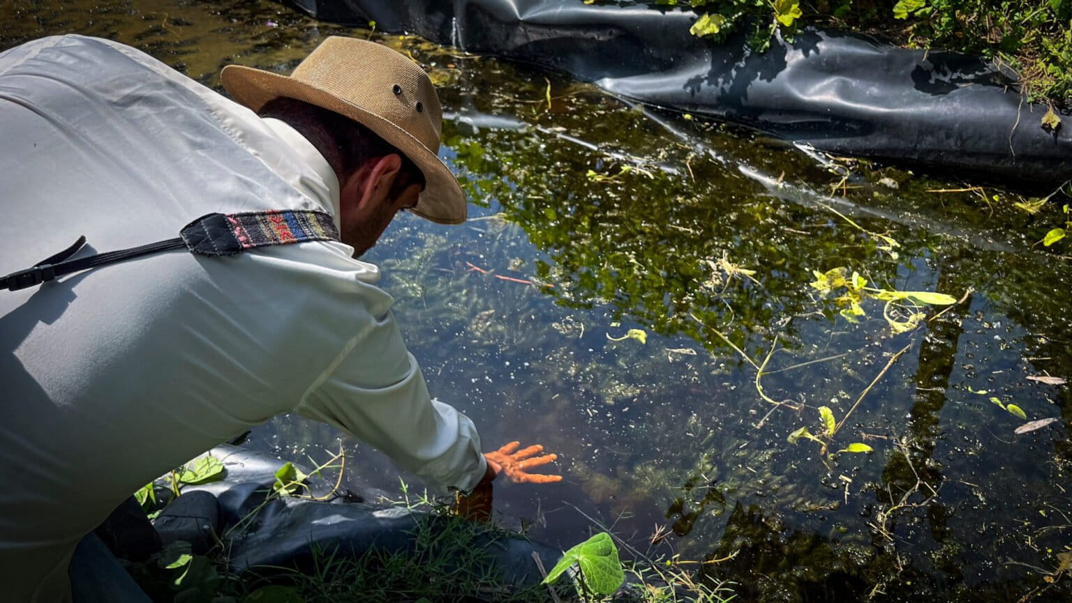 Scientists and farmers restore Aztec-era floating farms that house axolotls