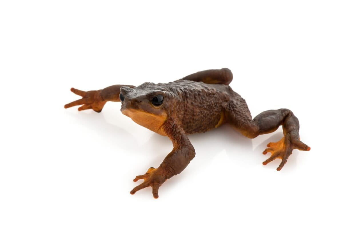 A tale of two frogs: The tough uphill battle for rediscovered species