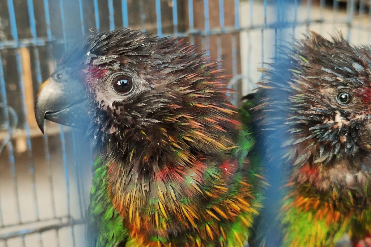 In eastern Indonesia, forest bird trade flies quietly under social ...