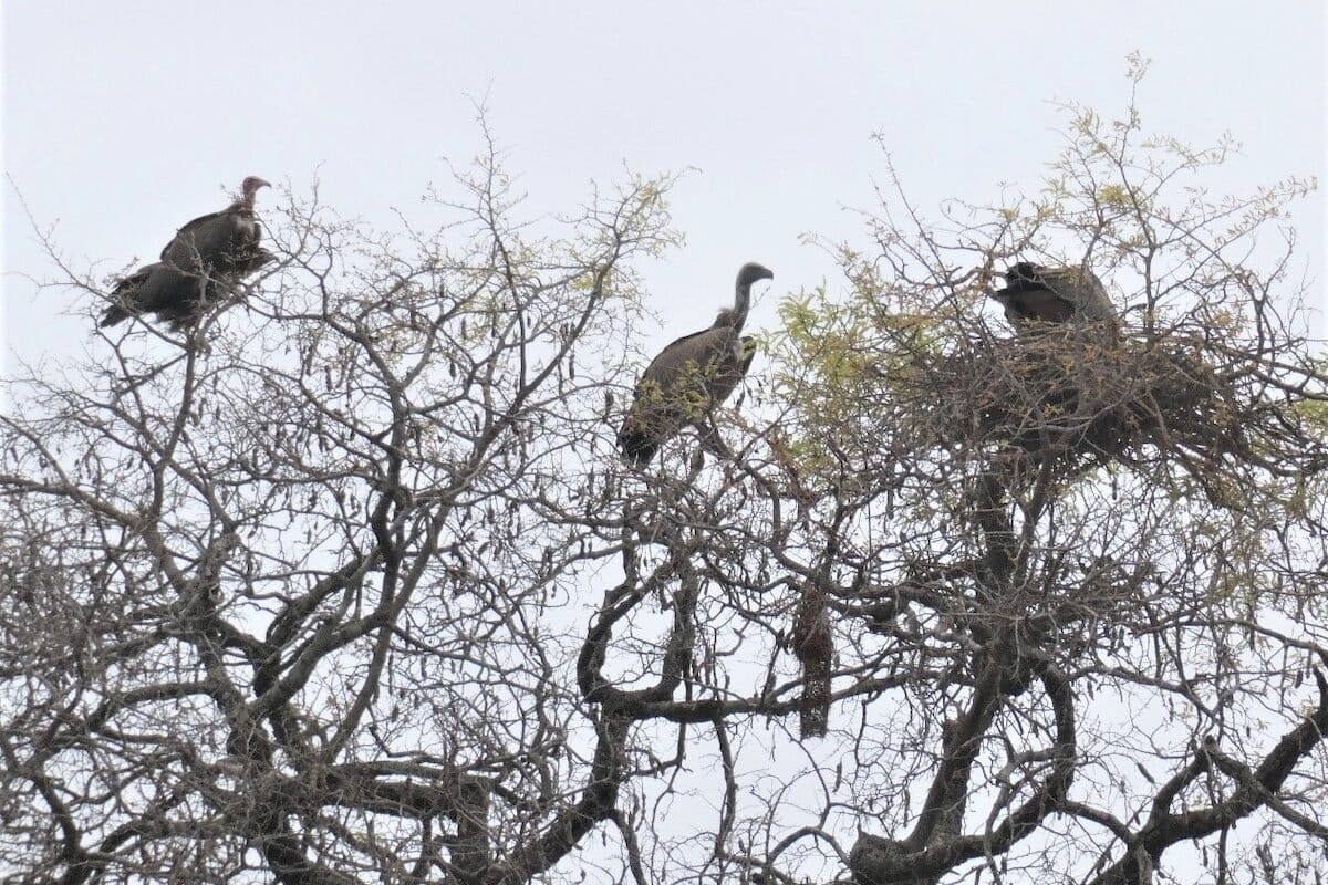 Action plan to save West African vultures targets threat from belief ...