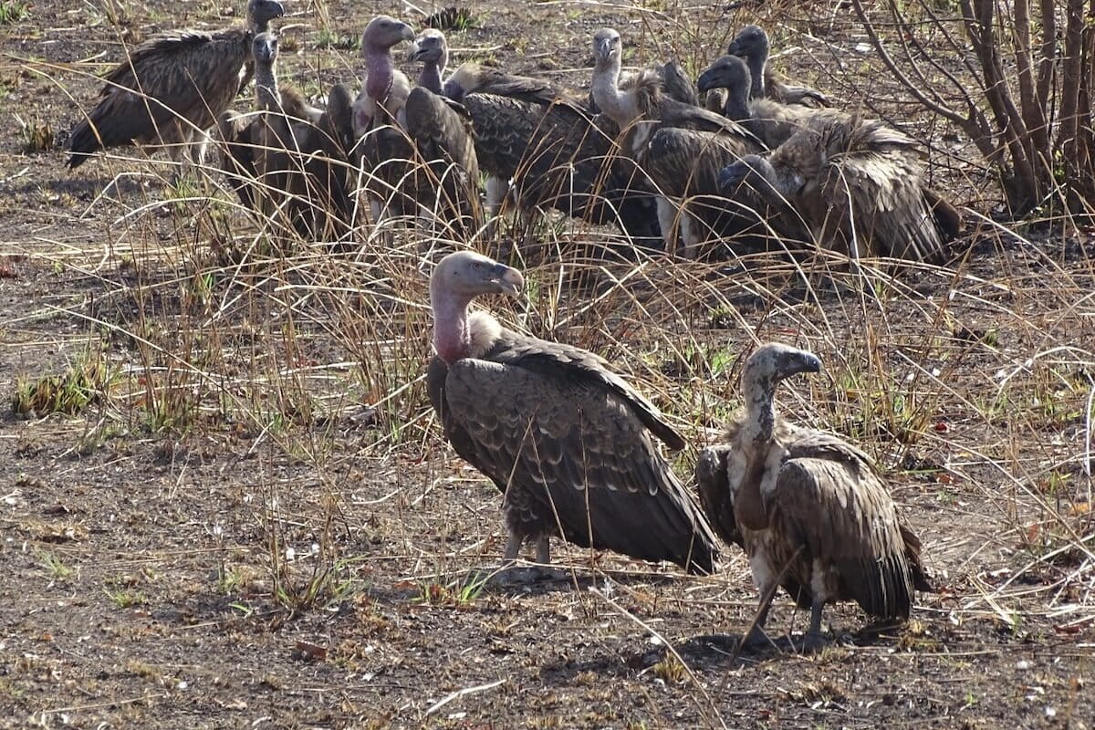 Action plan to save West African vultures targets threat from belief ...