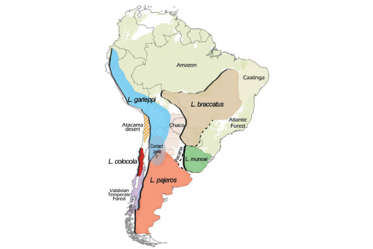 In Brazil, conservationists try to save one of the world’s most ...