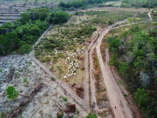 Revealed: Illegal cattle ranching booms in Arariboia territory during ...