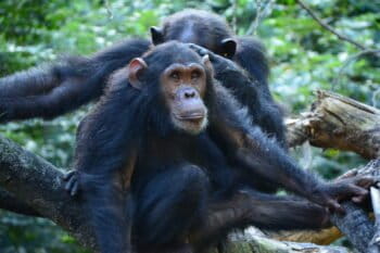 Study: Female chimps that don't leave their birth groups can still ...