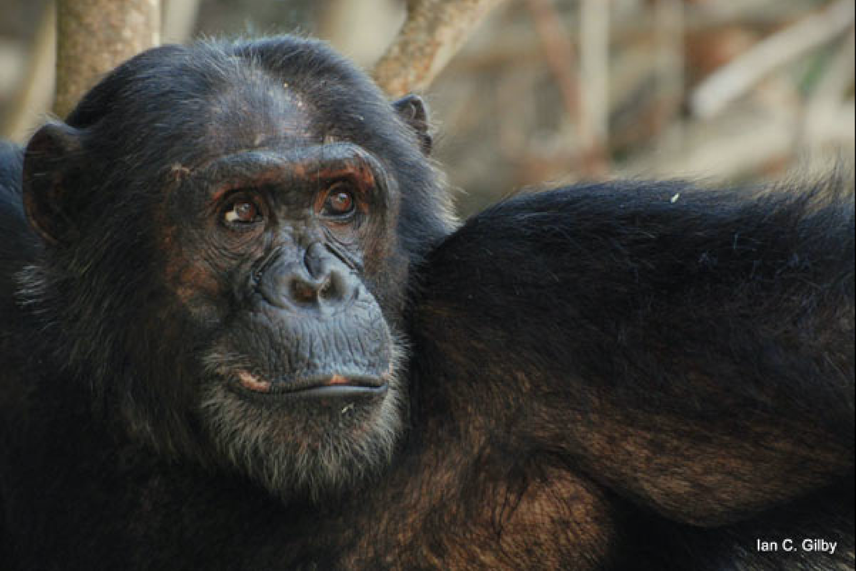 Study: Female chimps that don't leave their birth groups can still ...