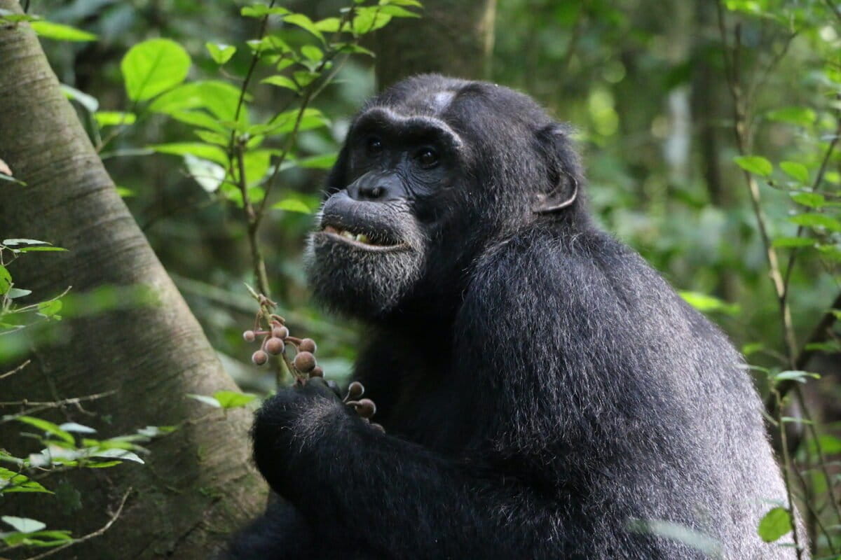 Sick chimps seek out medicinal plants to heal themselves, study finds