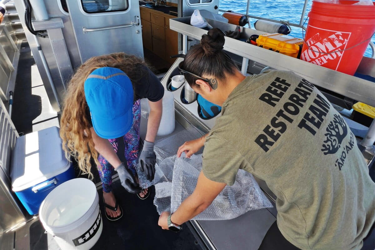 New approach to restore coral reefs on mass scale kicks off in Hawai‘i