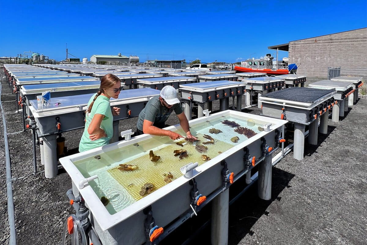New approach to restore coral reefs on mass scale kicks off in Hawai‘i