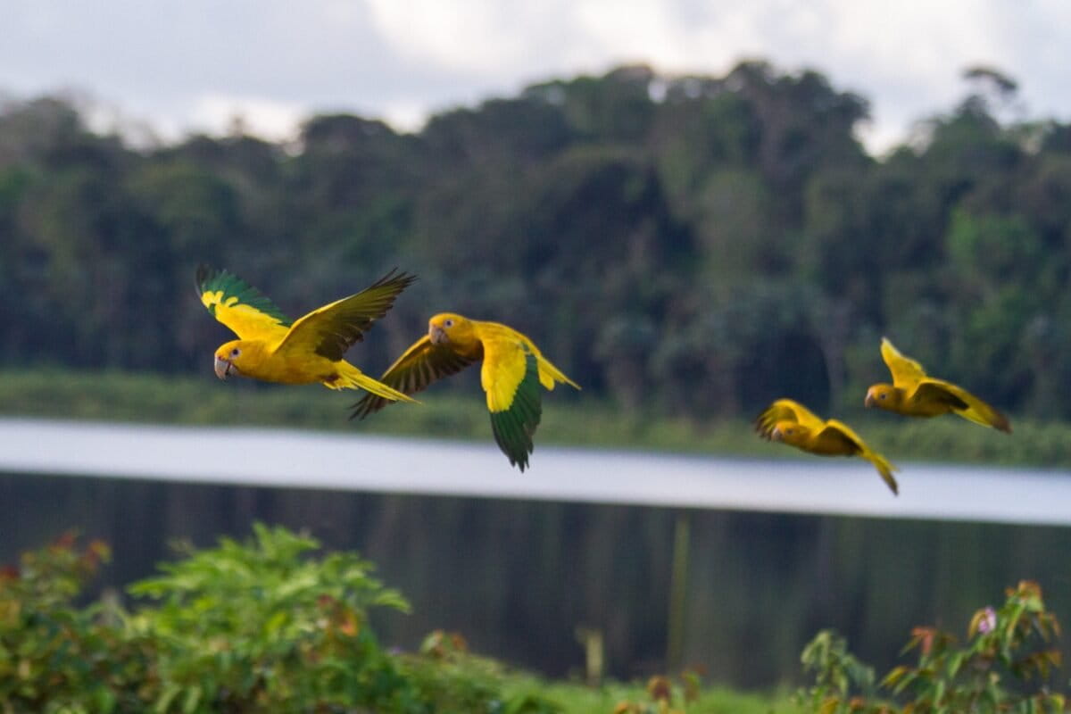 Reintroduction project brings golden parakeets back to the skies of ...