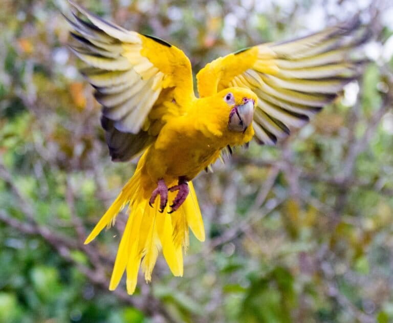 Reintroduction project brings golden parakeets back to the skies of ...