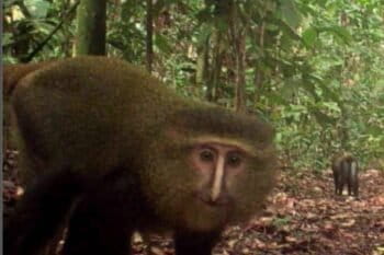 Camera-trap study brings the lesula, Congo’s cryptic monkey, into focus
