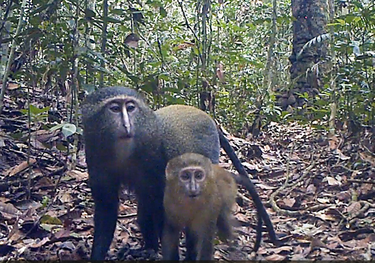 Camera-trap study brings the lesula, Congo’s cryptic monkey, into focus