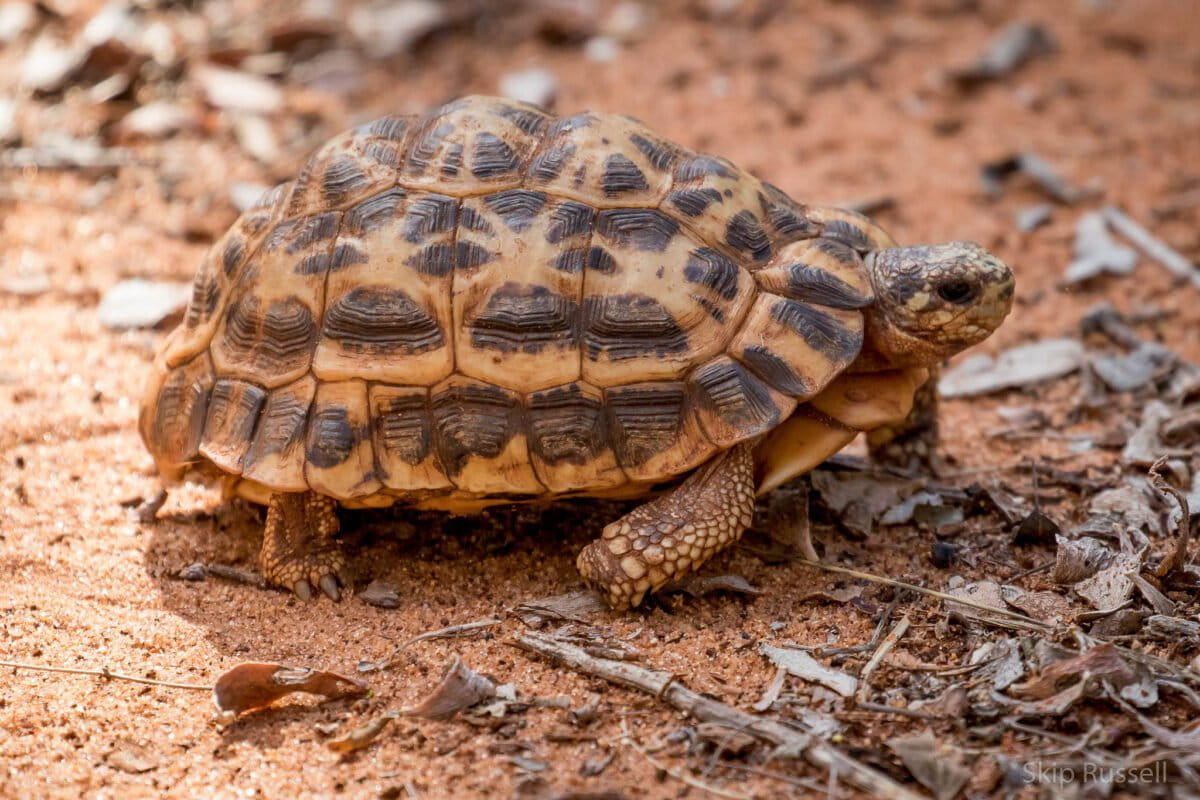 Madagascar lemurs, tortoises seized in Thai bust reveal reach of ...