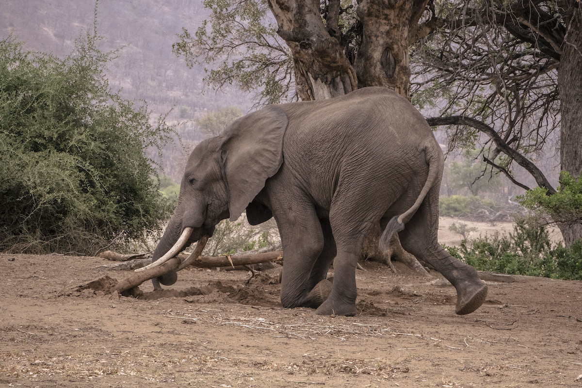 ‘Explorer elephants’ in transfrontier conservation area offer solution ...