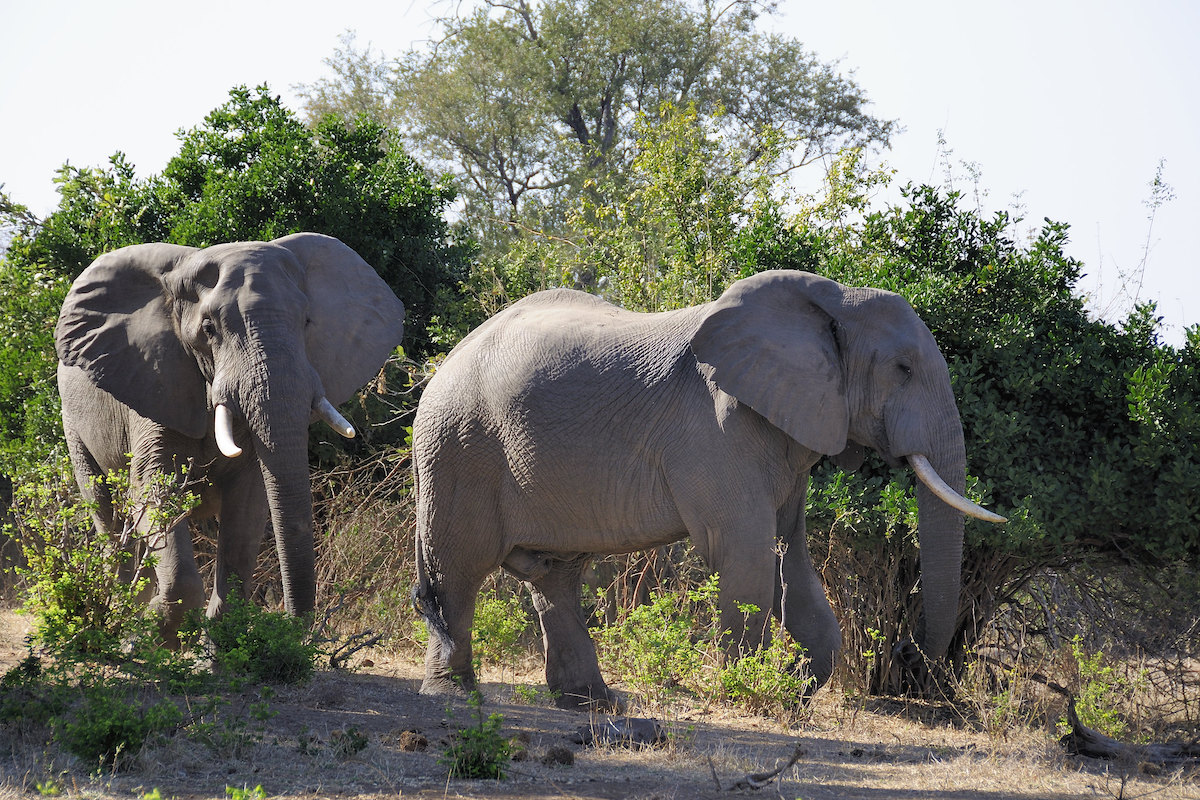 ‘Explorer elephants’ in transfrontier conservation area offer solution ...