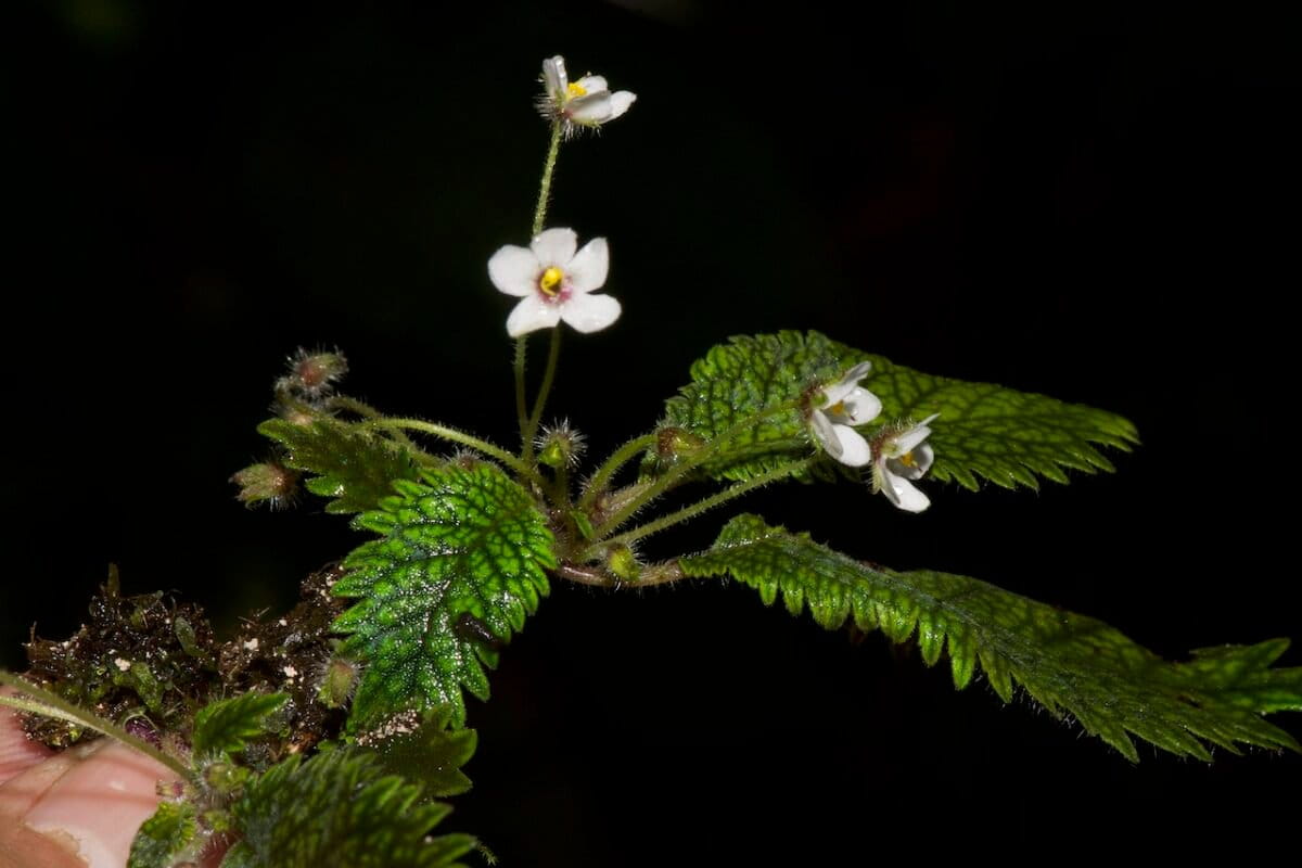 Photos: Top new species from 2024
