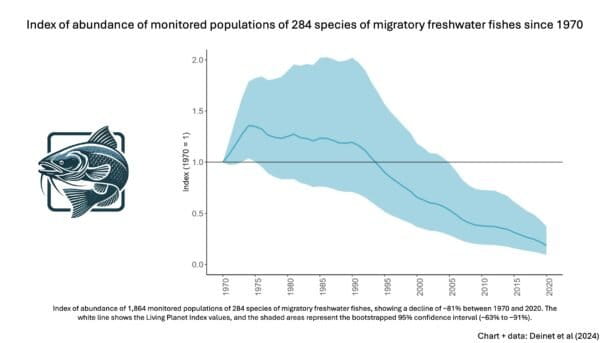Global migratory freshwater fish populations plummet by 81%: Report