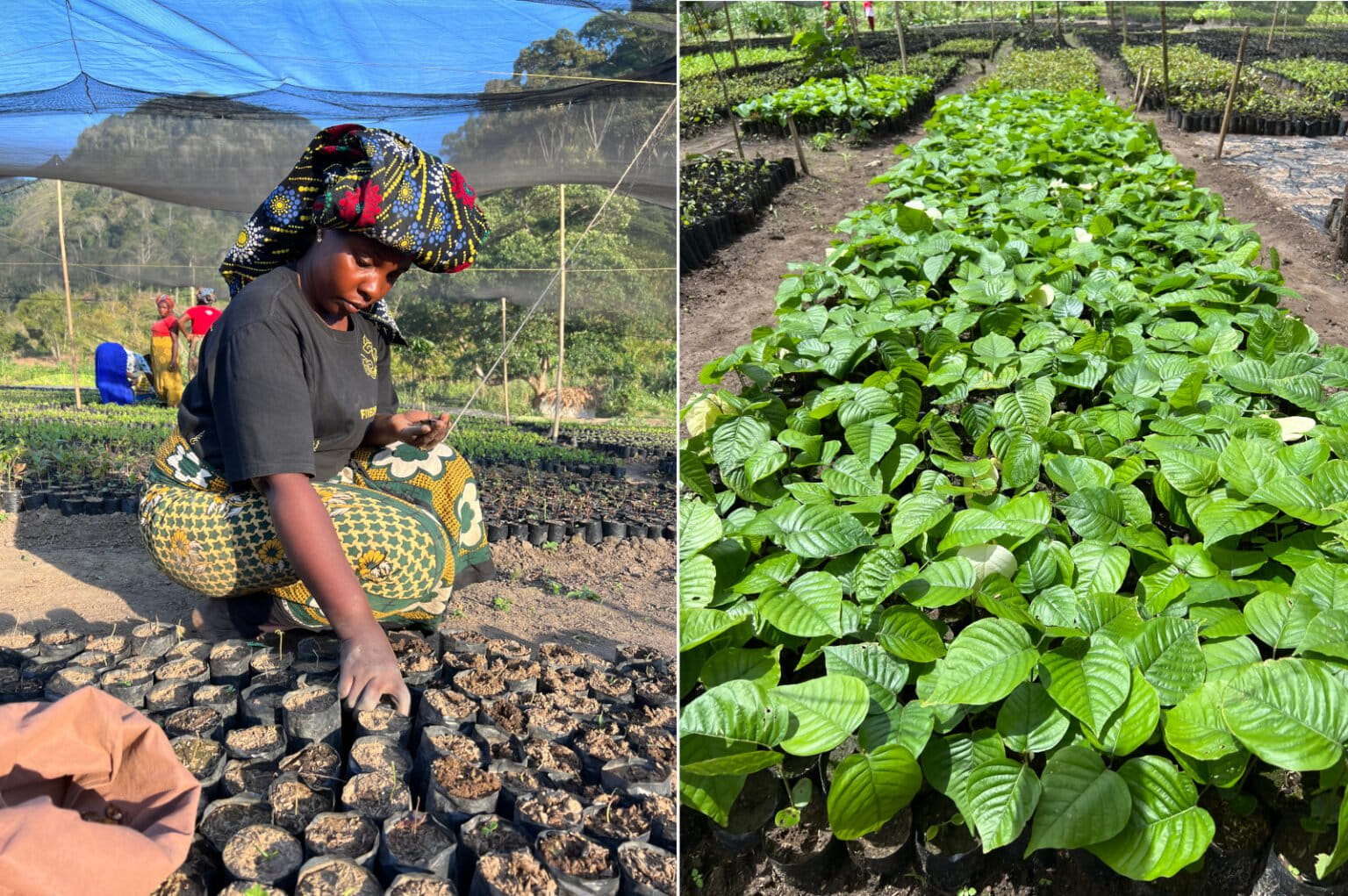 'Extinct' trees found in Tanzania spark hope for ecosystem recovery