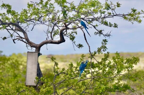 For ‘extinct’ Spix’s macaw, successful comeback is overshadowed by ...