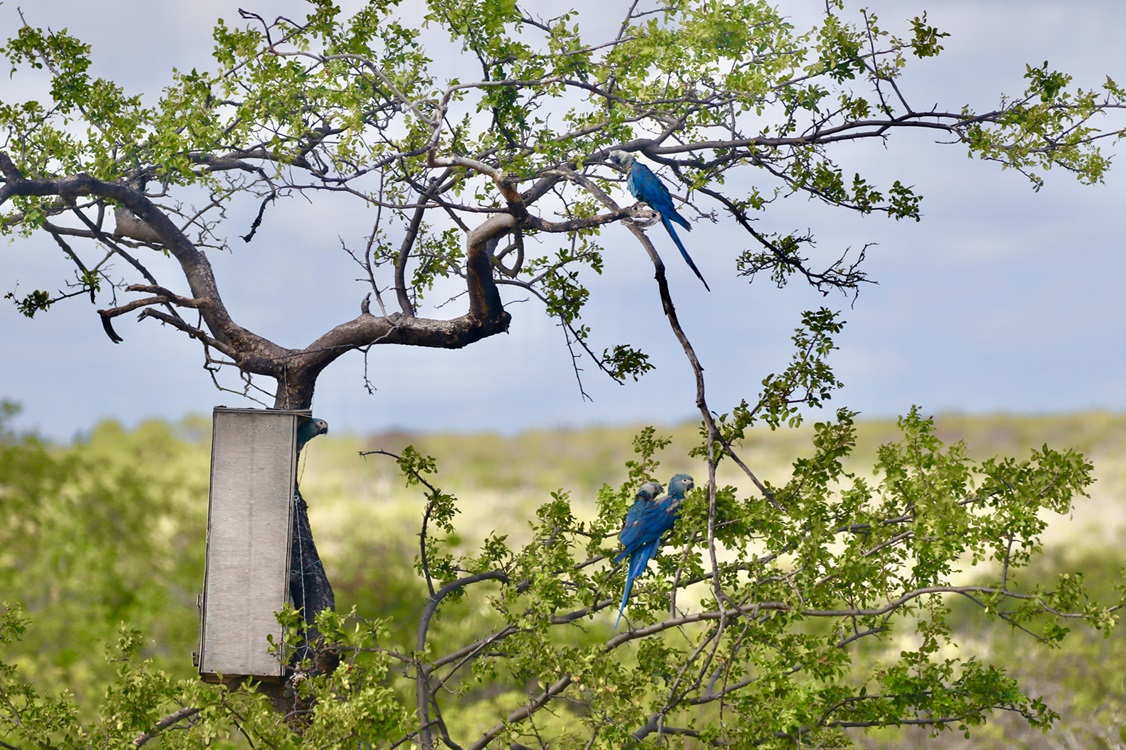 For ‘extinct’ Spix’s macaw, successful comeback is overshadowed by ...