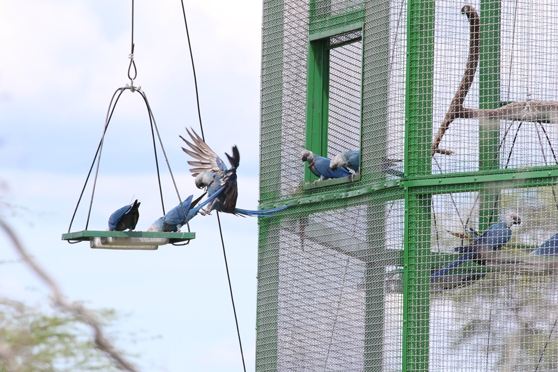 For ‘extinct’ Spix’s macaw, successful comeback is overshadowed by ...