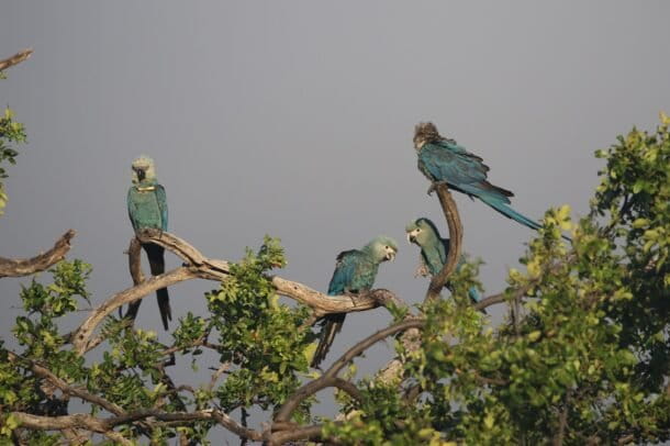 For ‘extinct’ Spix’s macaw, successful comeback is overshadowed by ...