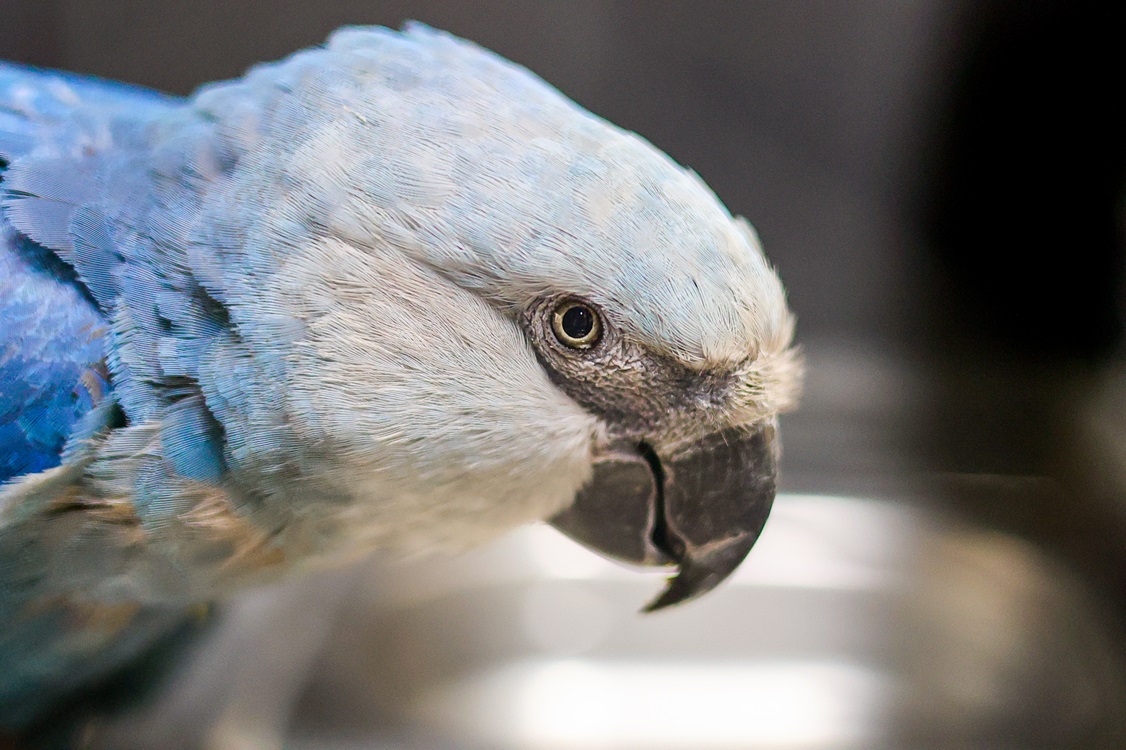 For ‘extinct’ Spix’s macaw, successful comeback is overshadowed by ...