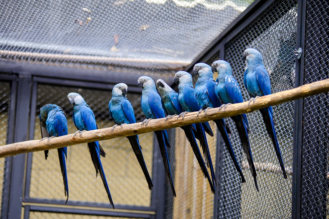 For ‘extinct’ Spix’s macaw, successful comeback is overshadowed by ...