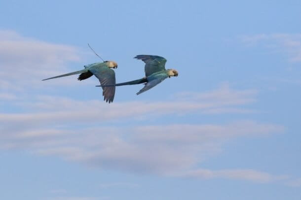 Institutional conflict puts successful Spix’s macaw reintroduction at risk