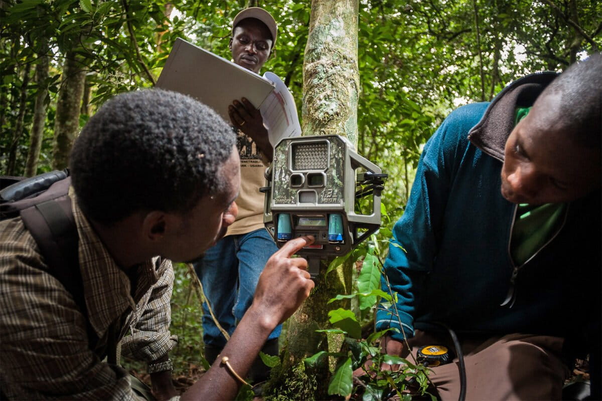 Regions with highest risks to wildlife have fewest camera traps, study ...