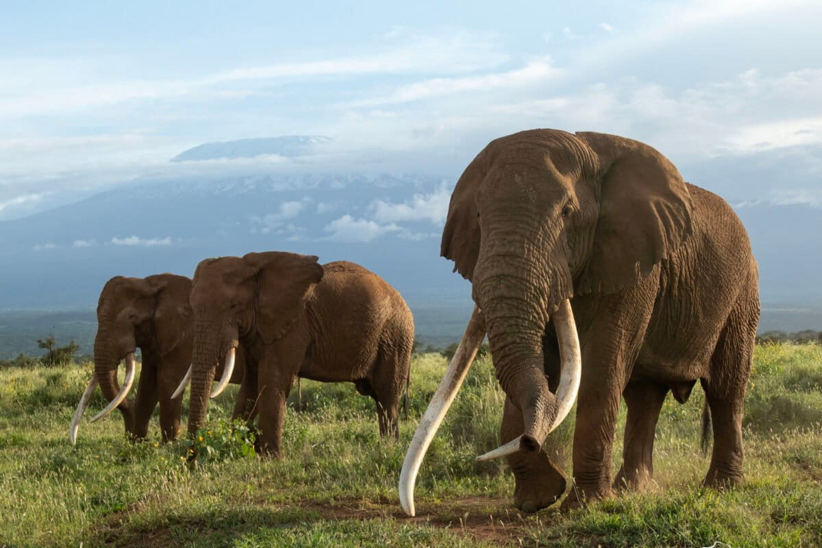 Trophy hunting of Amboseli’s super-tuskers in Tanzania sparks outrage, calls for a ban