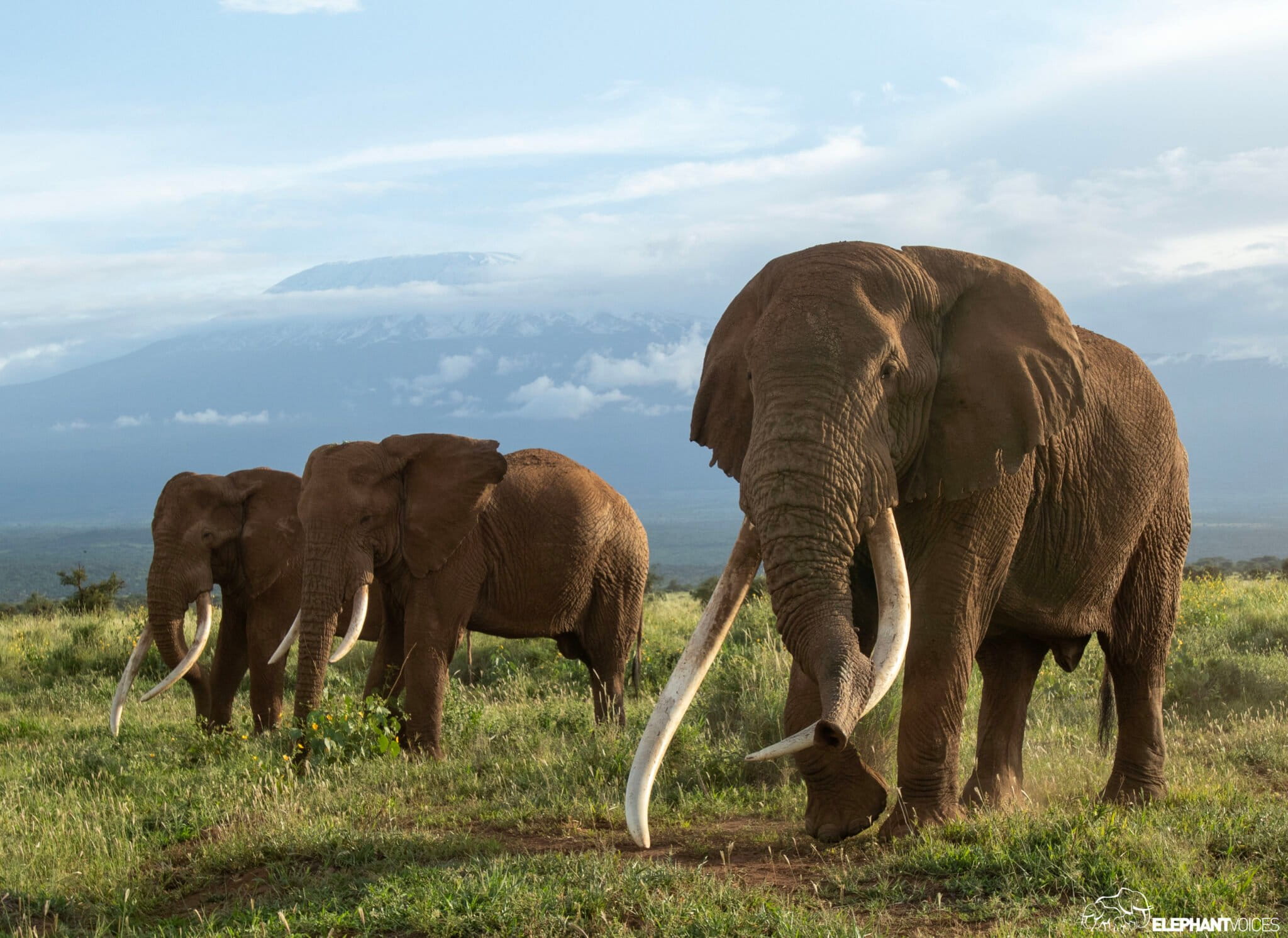 Trophy hunting of Amboseli’s super-tuskers in Tanzania sparks outrage, calls for a ban