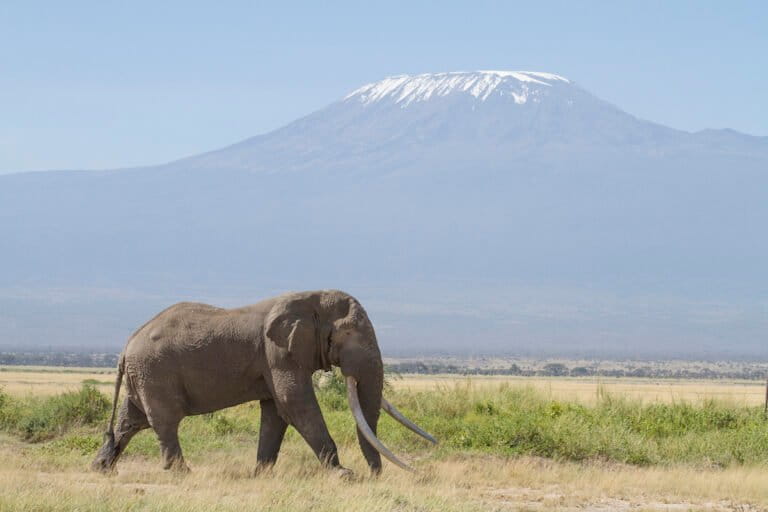 Trophy hunting of Amboseli’s super-tuskers in Tanzania sparks outrage, calls for a ban