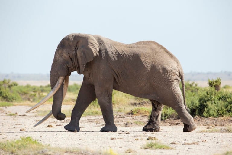 Trophy hunting of Amboseli’s super-tuskers in Tanzania sparks outrage, calls for a ban