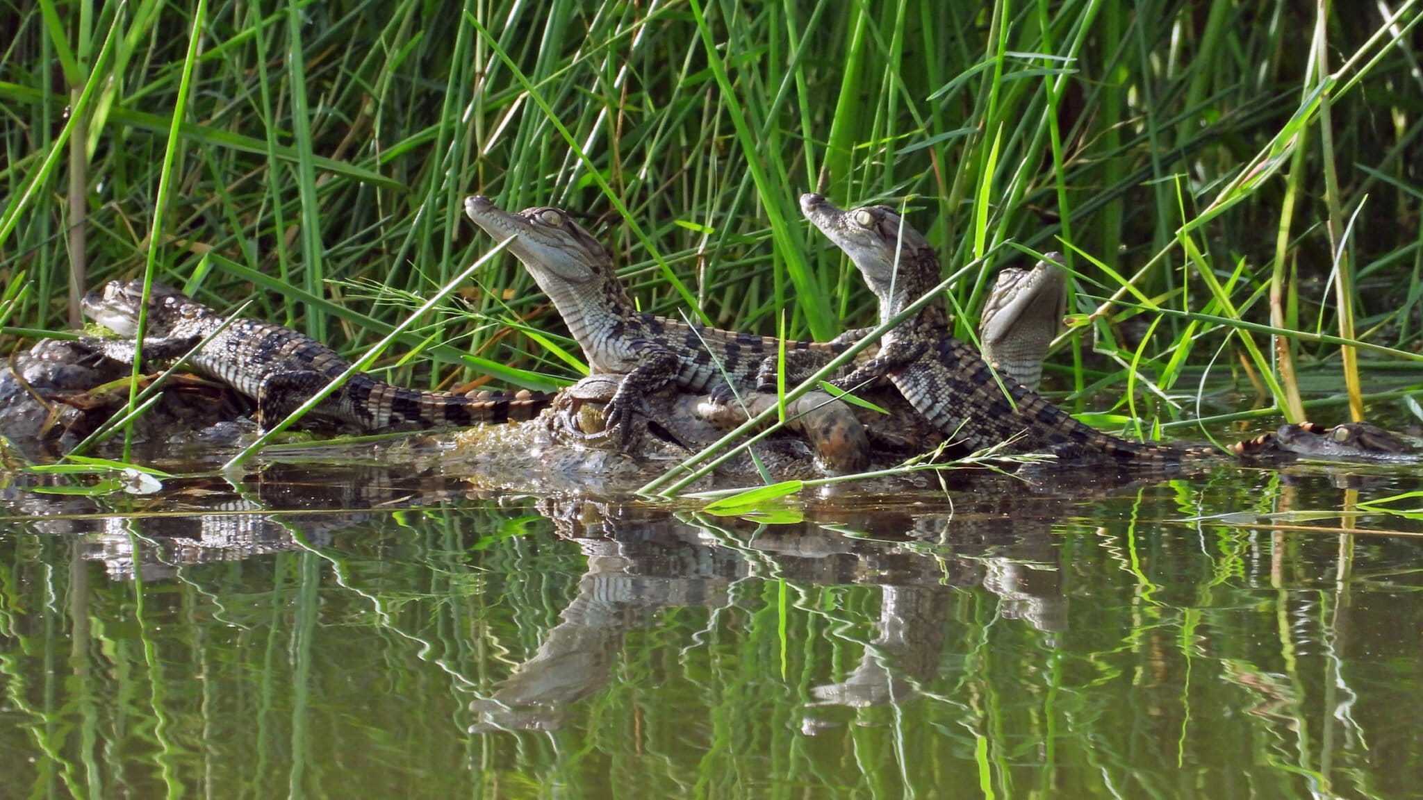 Southeast Asia in review: 2024