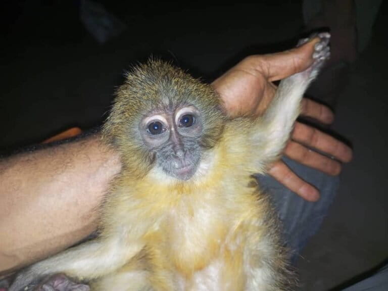 DRC’s golden-bellied mangabeys: A little-known but much-threatened monkey