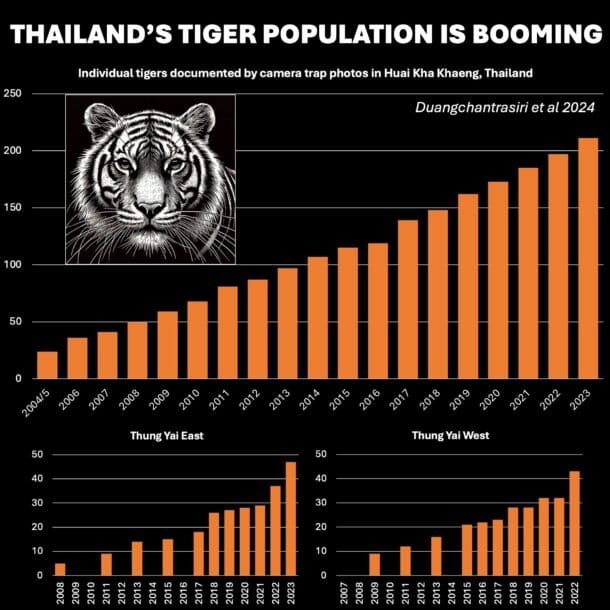Thai tiger numbers swell as prey populations stabilize in western forests