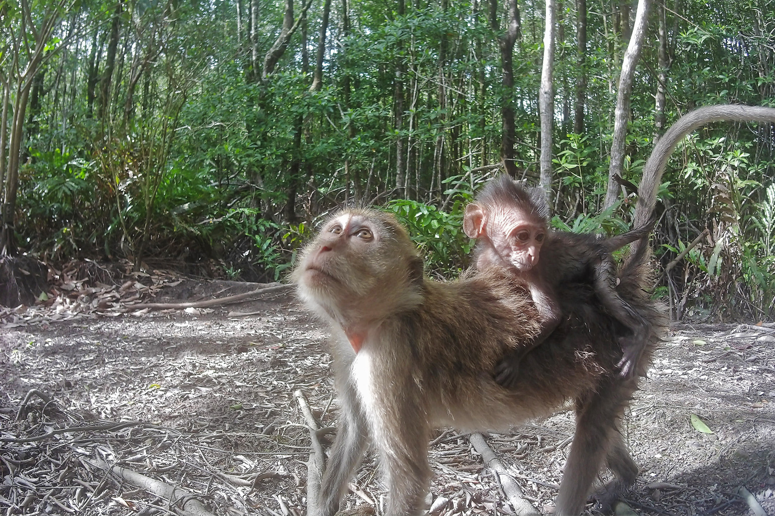 IUCN upholds long-tailed macaques’ endangered status after complaint
