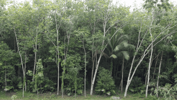 Agroforestry offers Thai rubber farmers a pathway to profit and ...