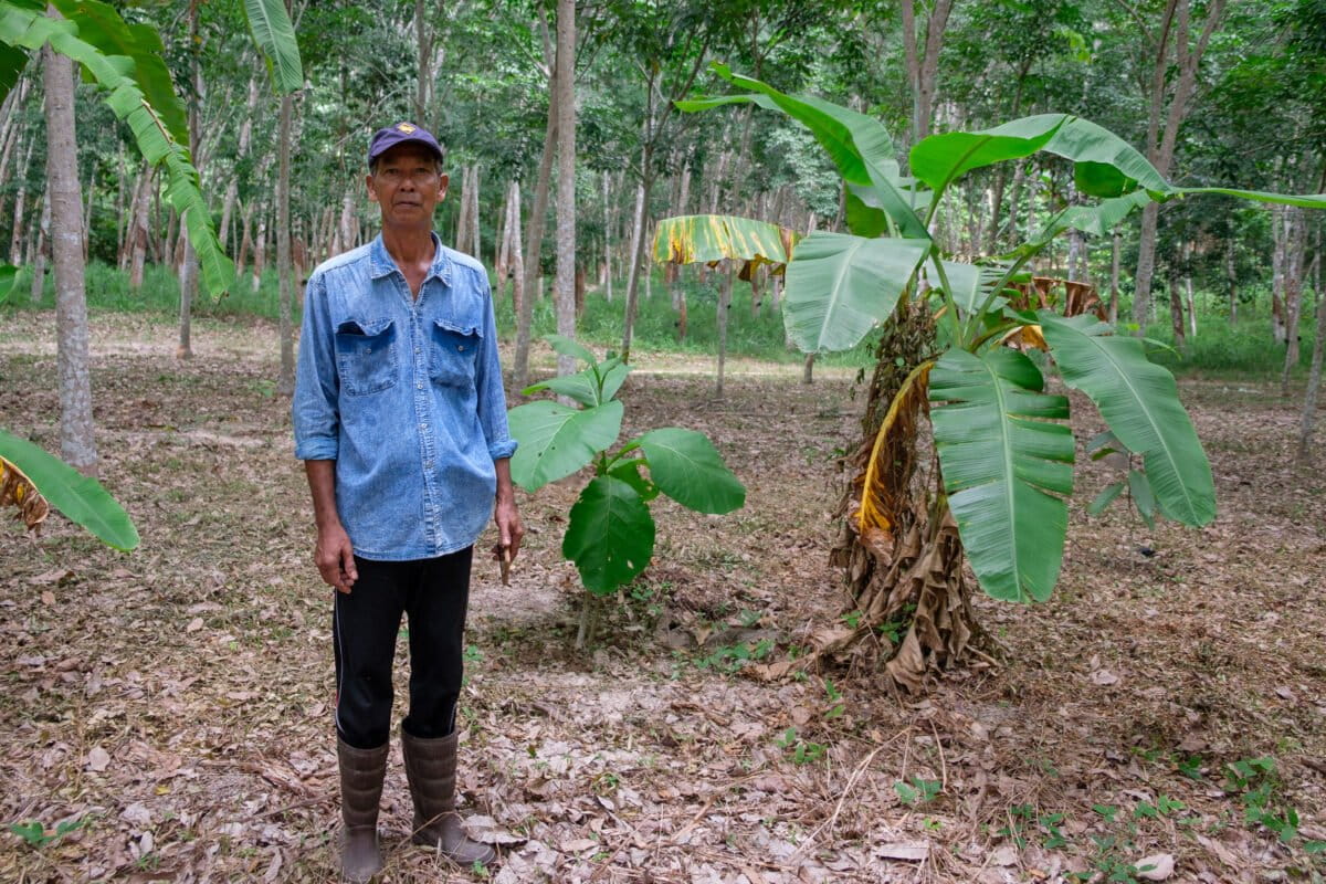 Agroforestry offers Thai rubber farmers a pathway to profit and ...