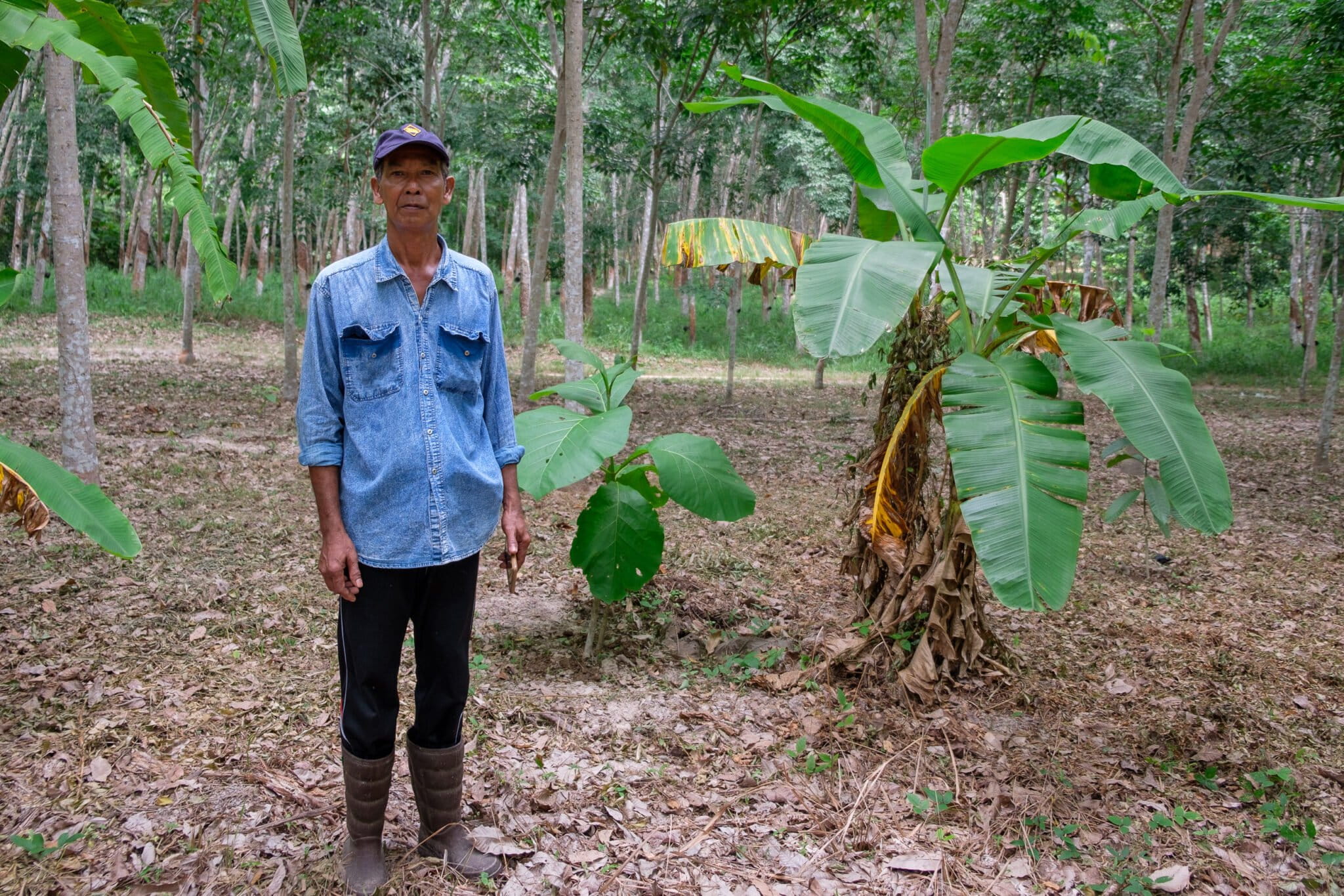 Agroforestry offers Thai rubber farmers a pathway to profit and ...