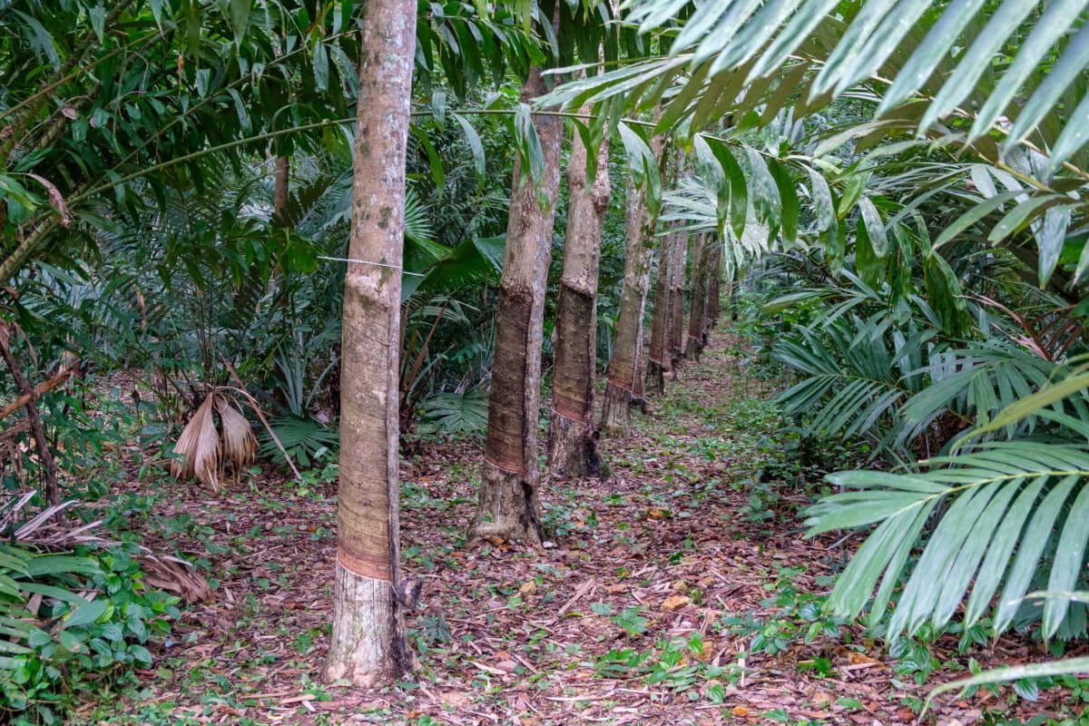 Agroforestry offers Thai rubber farmers a pathway to profit and ...