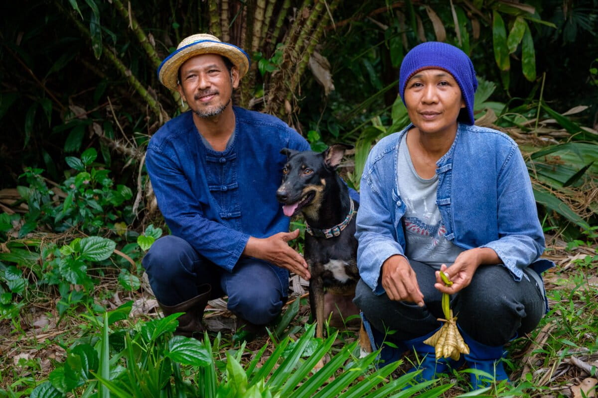 Agroforestry offers Thai rubber farmers a pathway to profit and ...