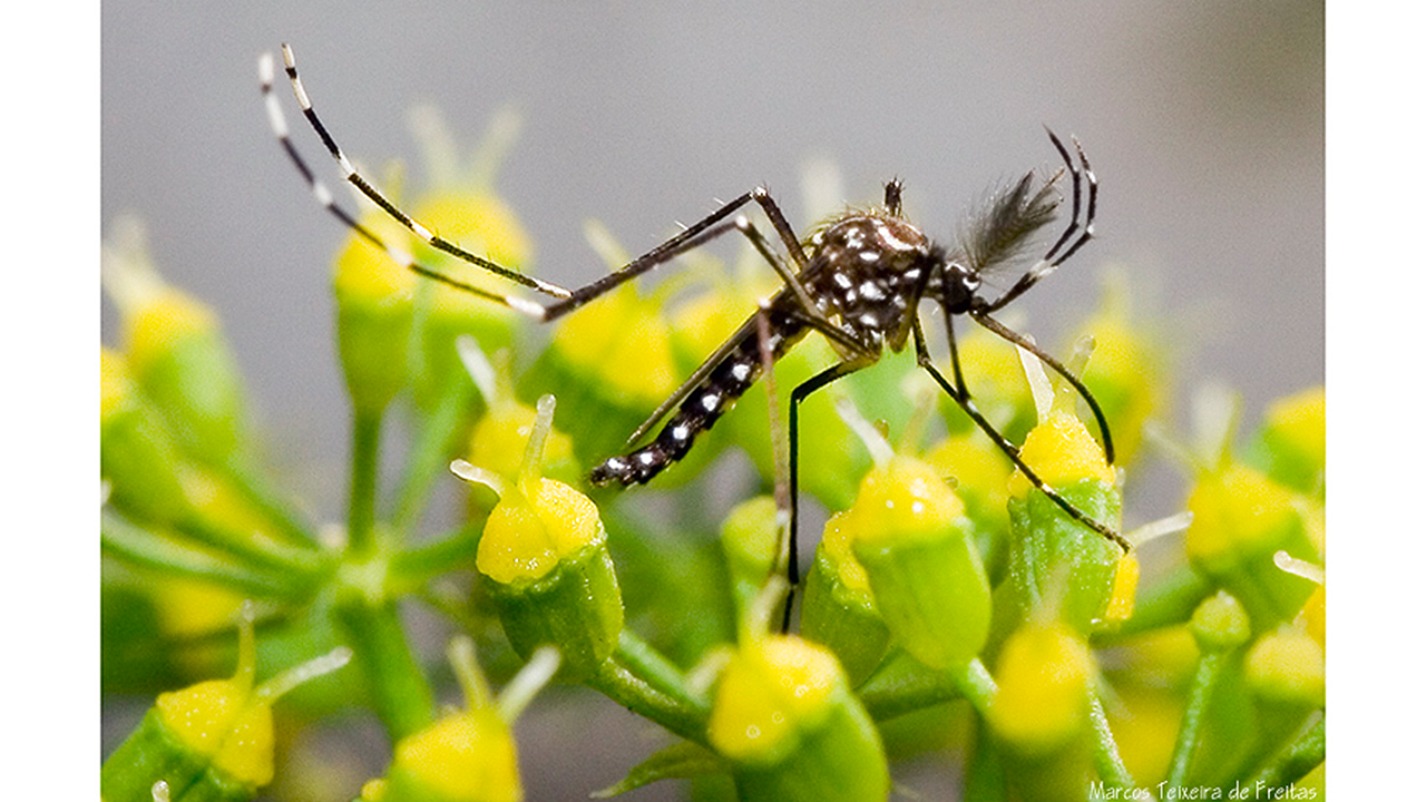 In the wake of Bangladesh’s deadliest dengue outbreak, researchers respond