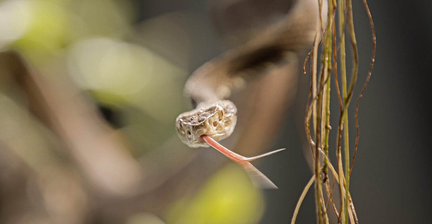 As climate change shakes up global map of venomous snakes, health risks ...