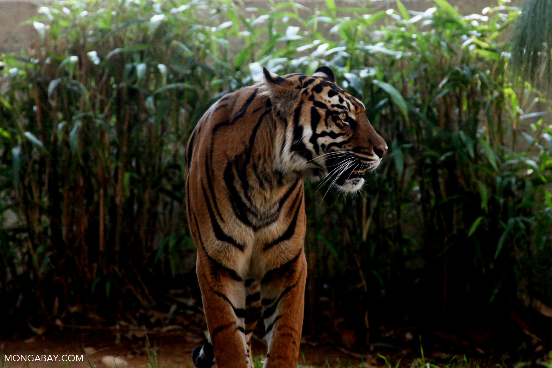 Sumatran Tiger 02 By Farewell To Rhani