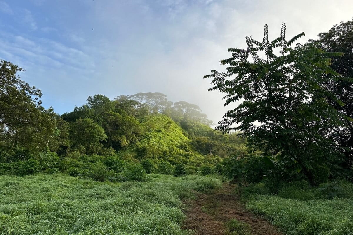3D ‘digital twin’ rainforest maps could help reforestation programs in ...