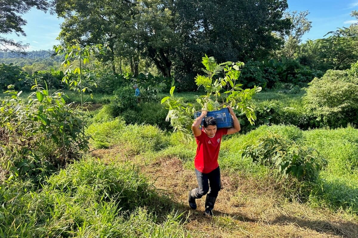 3D ‘digital twin’ rainforest maps could help reforestation programs in ...